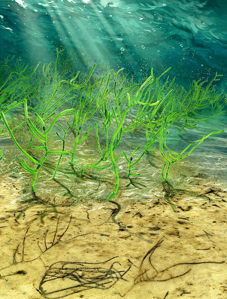 Ancient China green seaweed micro-fossils – China Environment News