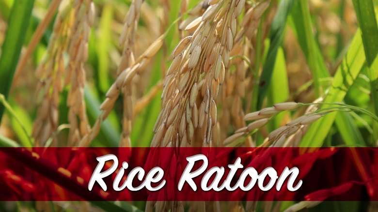 China’s ancient rice technology – China Environment News