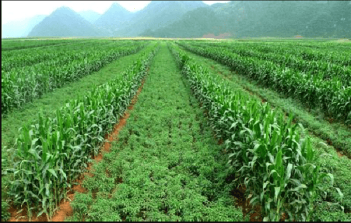 China enhances agricultural sustainability – China Environment News
