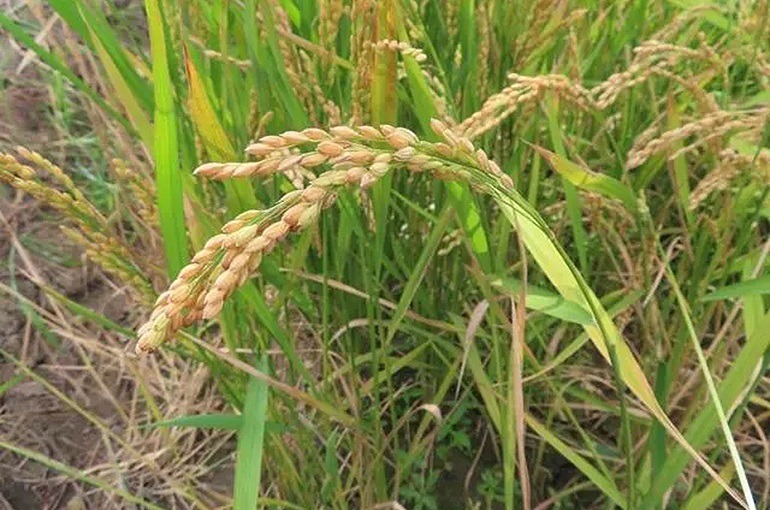 Africa adopts Chinese hybrid rice – China Environment News