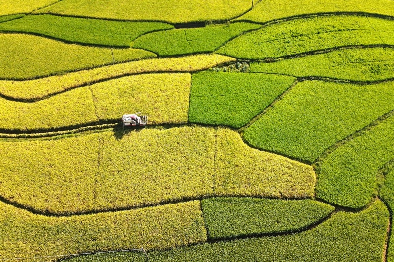 Chinese and Swedish scientists create hybrid high-yield rice that ...