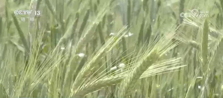 China: agricultural science turns saline desert land into productive ...